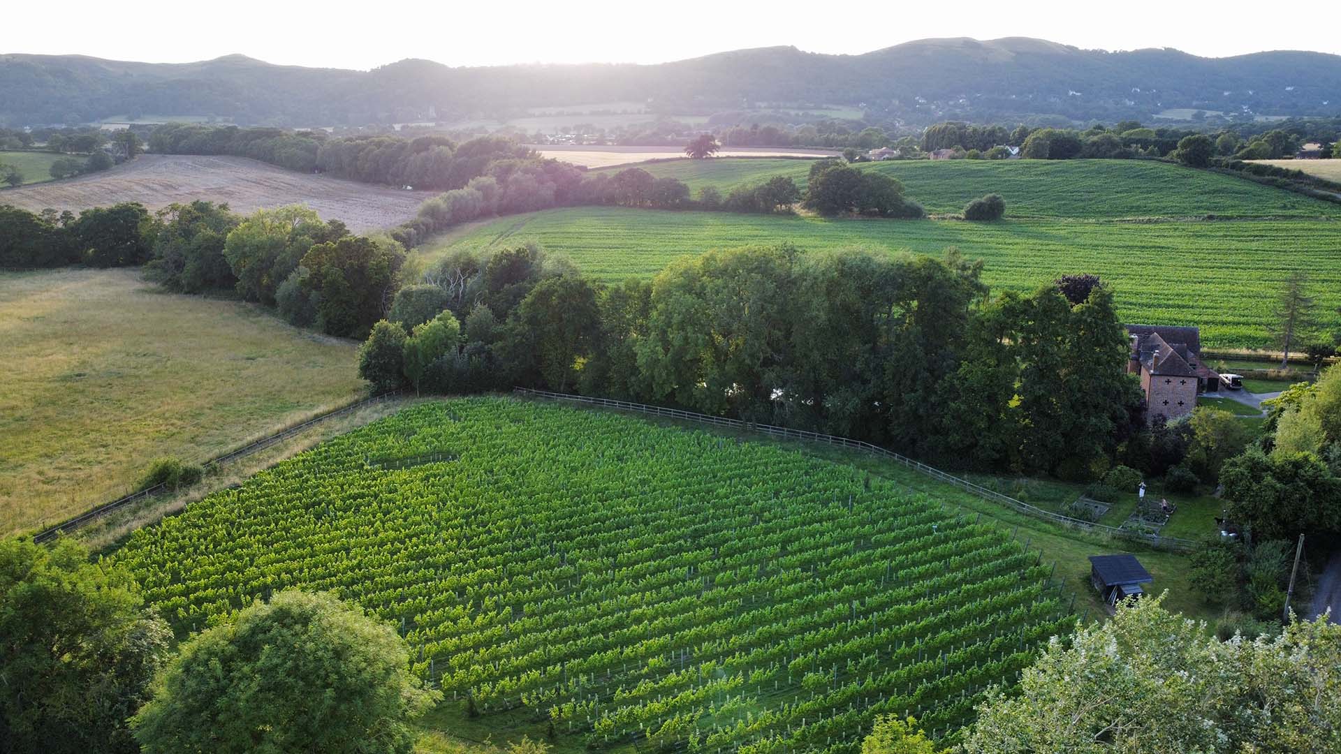 Producers - Vineyards and Wines in one of England's finest National ...